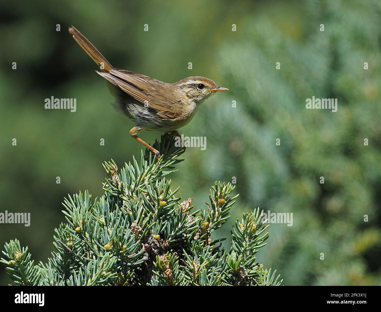 Yellow streaked warbler hi-res stock photography and images - Alamy