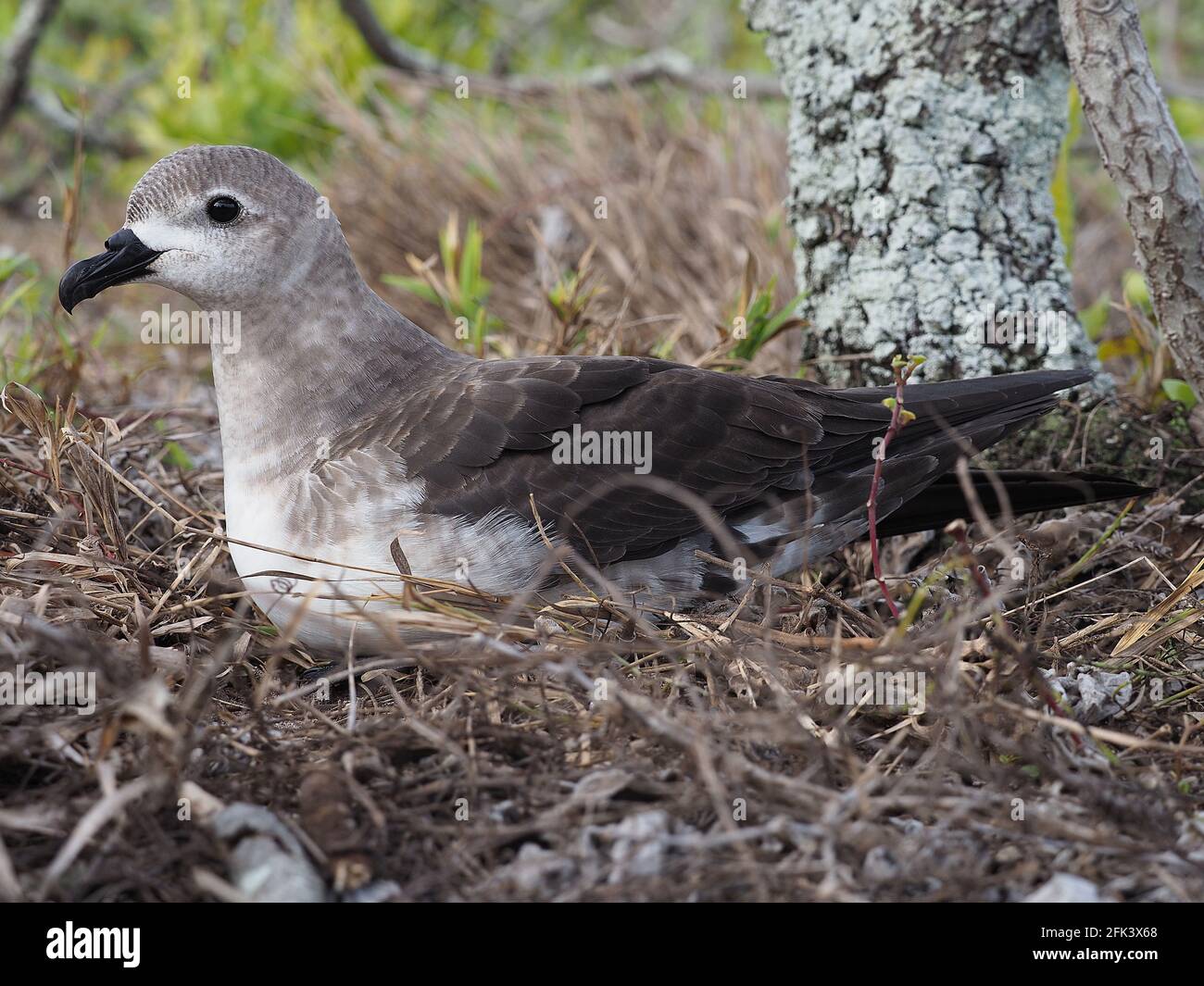 Kermadec petrel (Pterodroma neglecta) near it's nest (eastern Polynesia ...