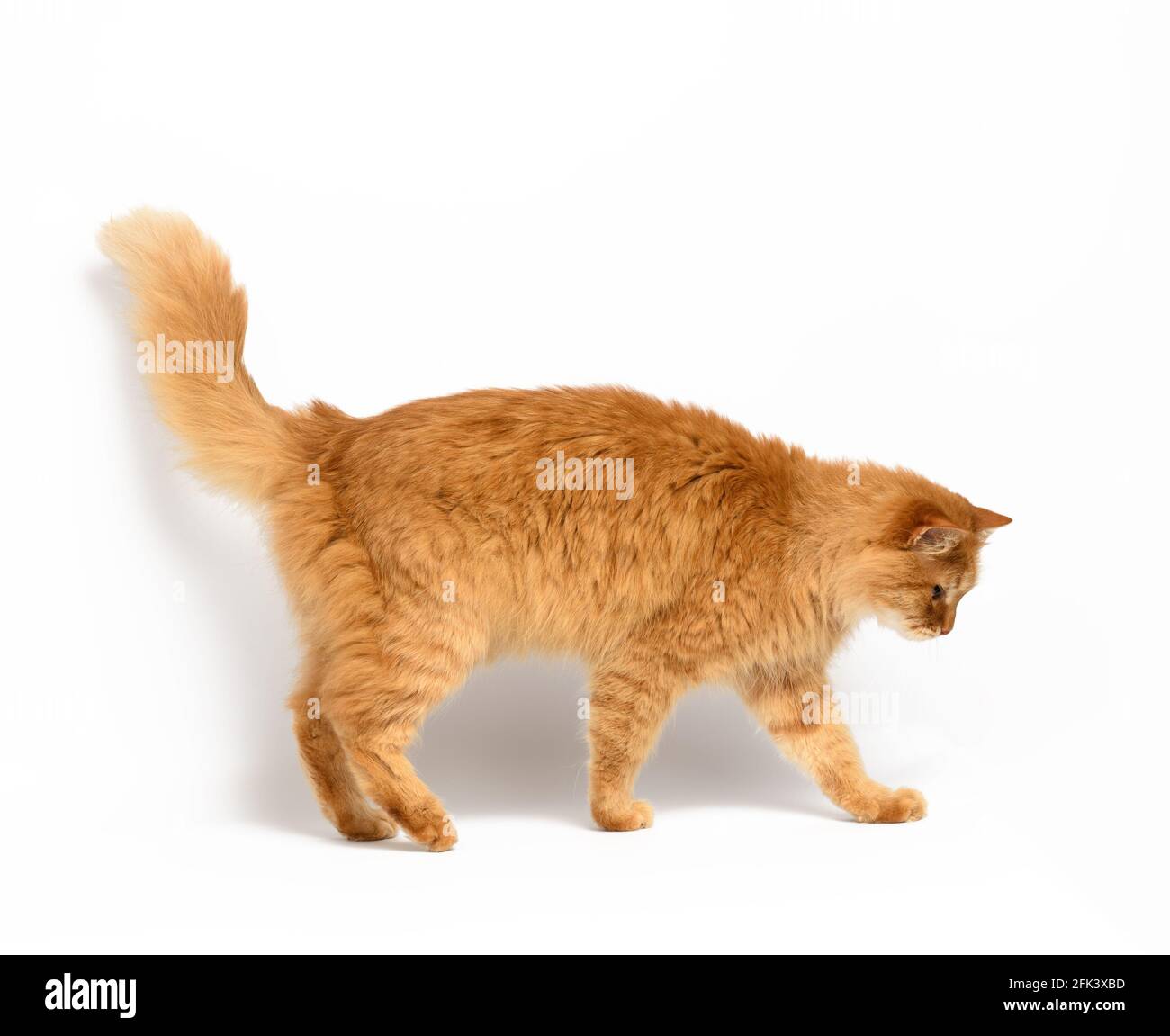 Red playful kitten stands Cut Out Stock Images & Pictures - Alamy