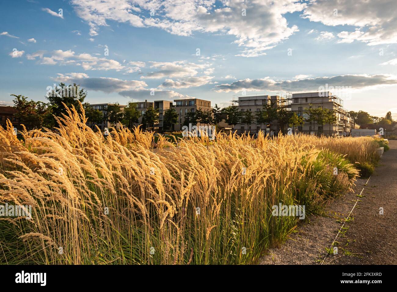 Beautiful golden rice field in the city of Landau during cloudy sunset ...