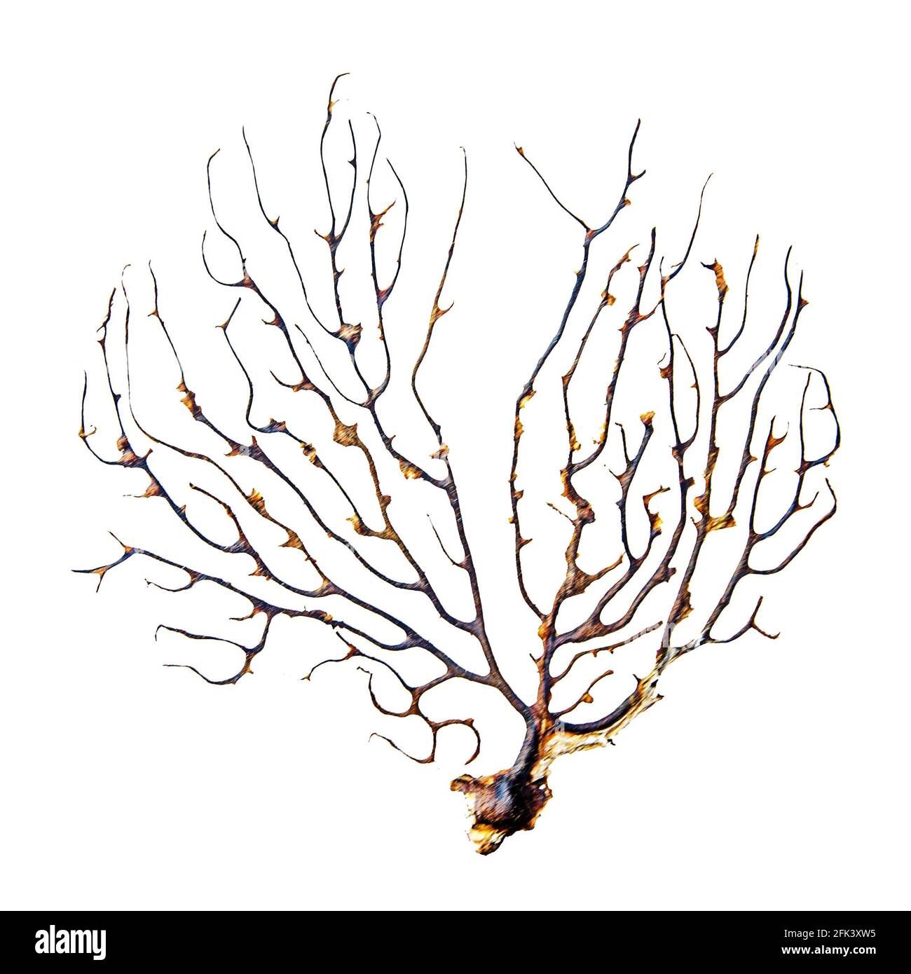 Dry algae isolated on white background Stock Photo - Alamy