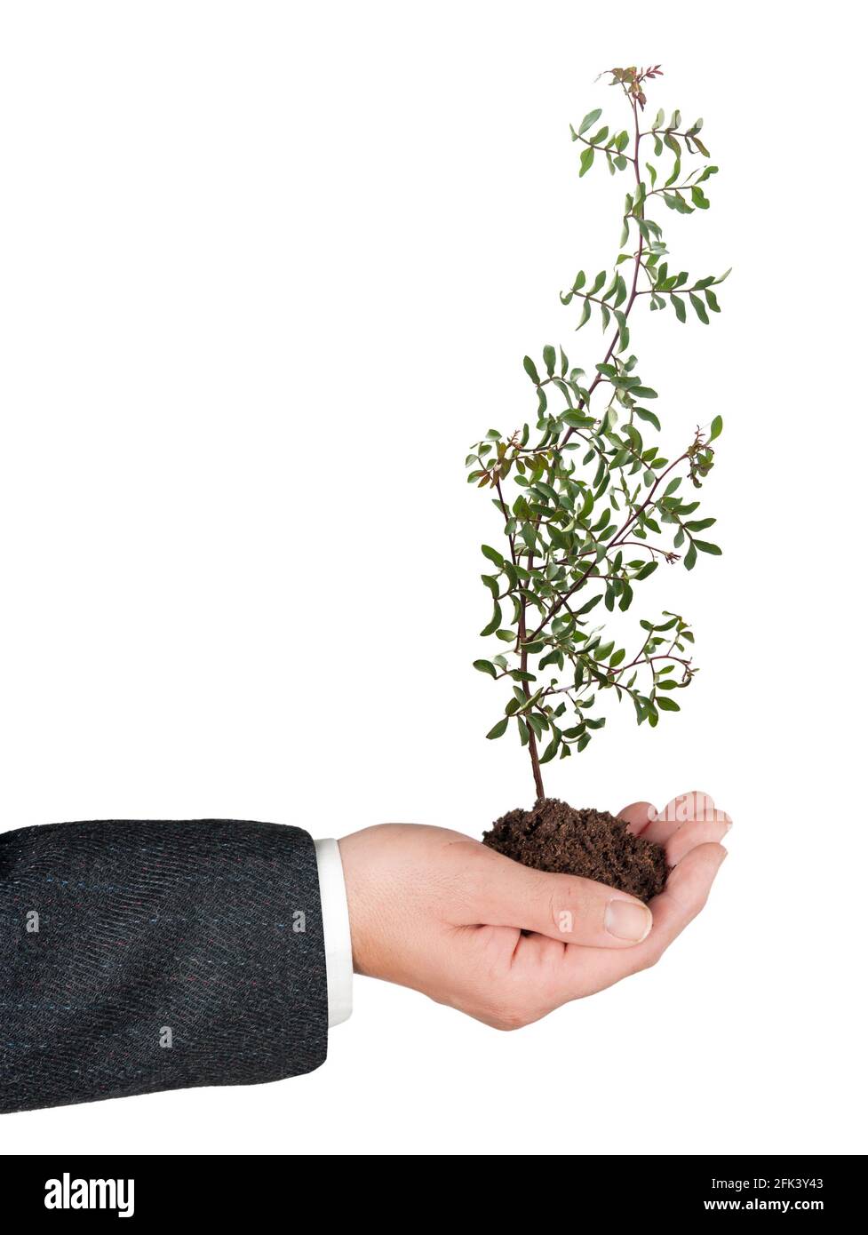 Close up of Sapling in hands Stock Photo - Alamy
