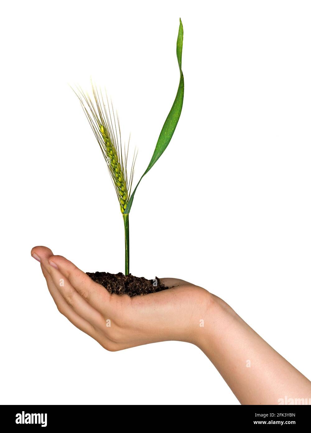 presenting wheat as a gift of agriculture Stock Photo - Alamy