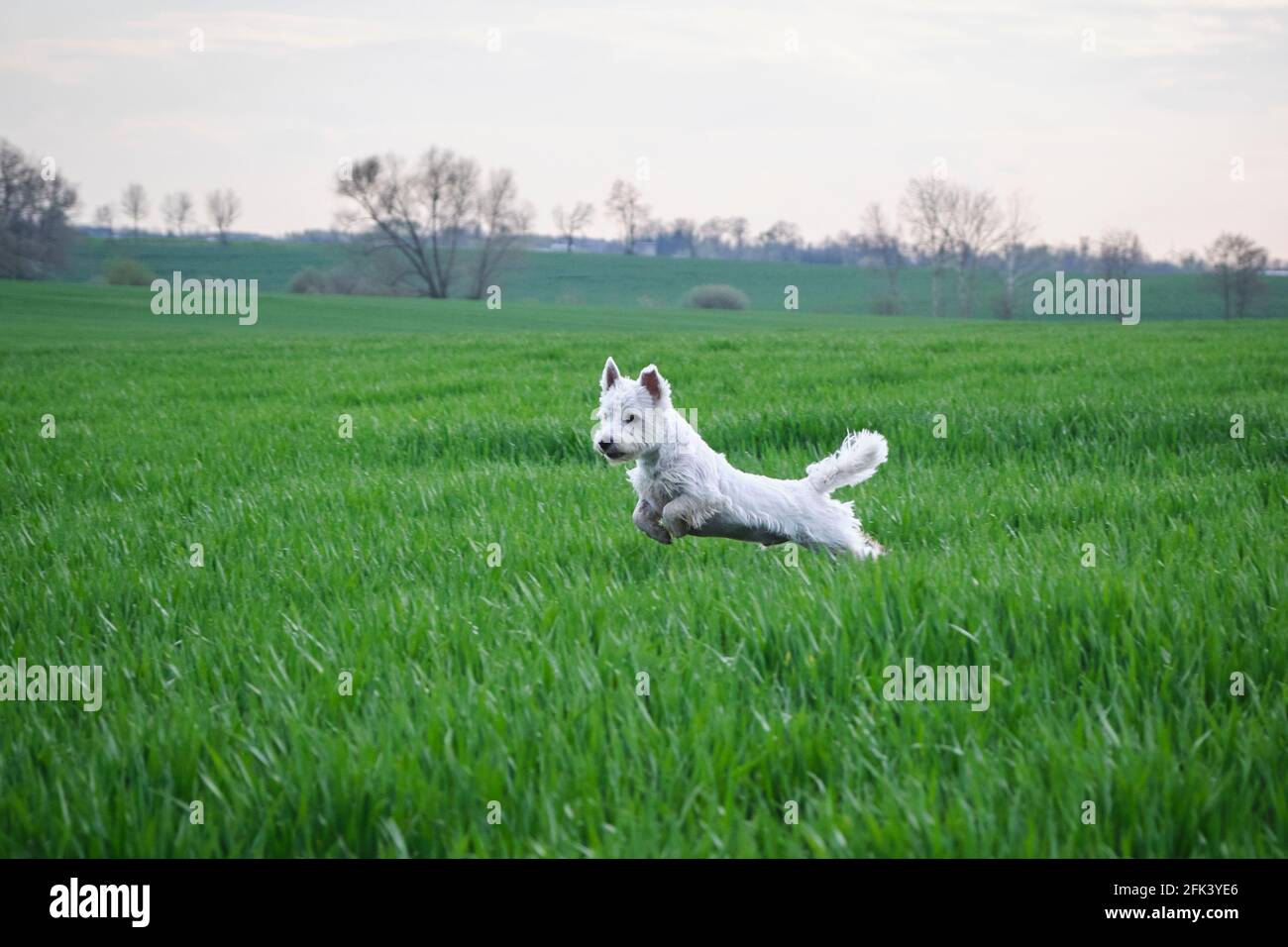 West highland White Terrier jumping Stock Photo - Alamy