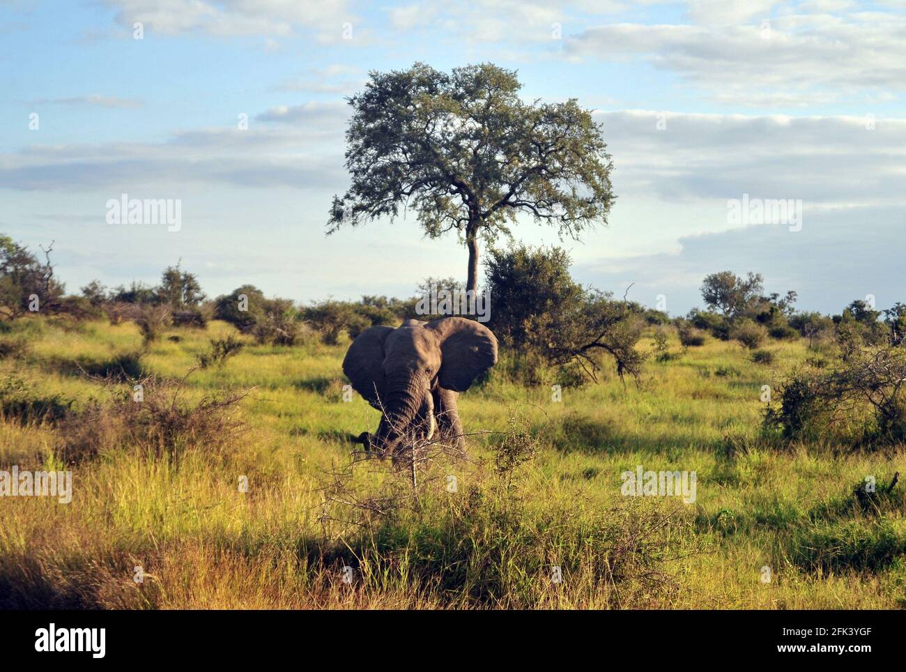 The Kruger National Park offers an opportunity to view wildlife in its ...