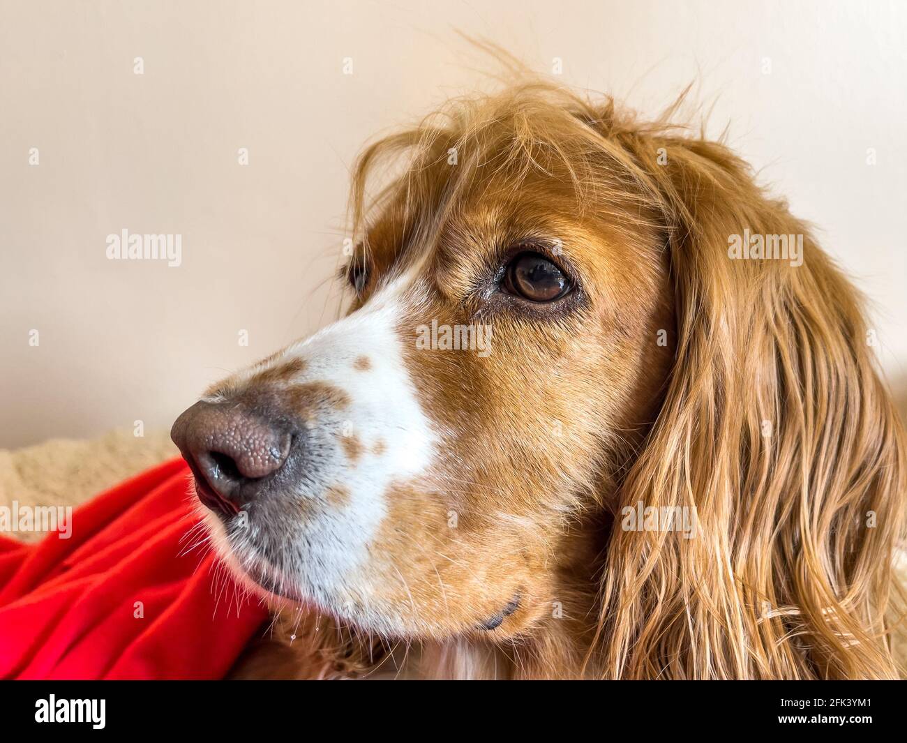 Cocker spaniel dog portrait Stock Photo - Alamy