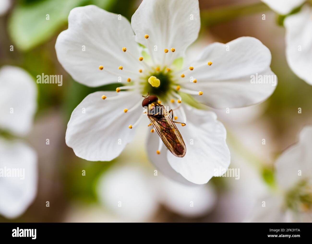 Image of an insect sitting on a white cherry blossom Stock Photo - Alamy