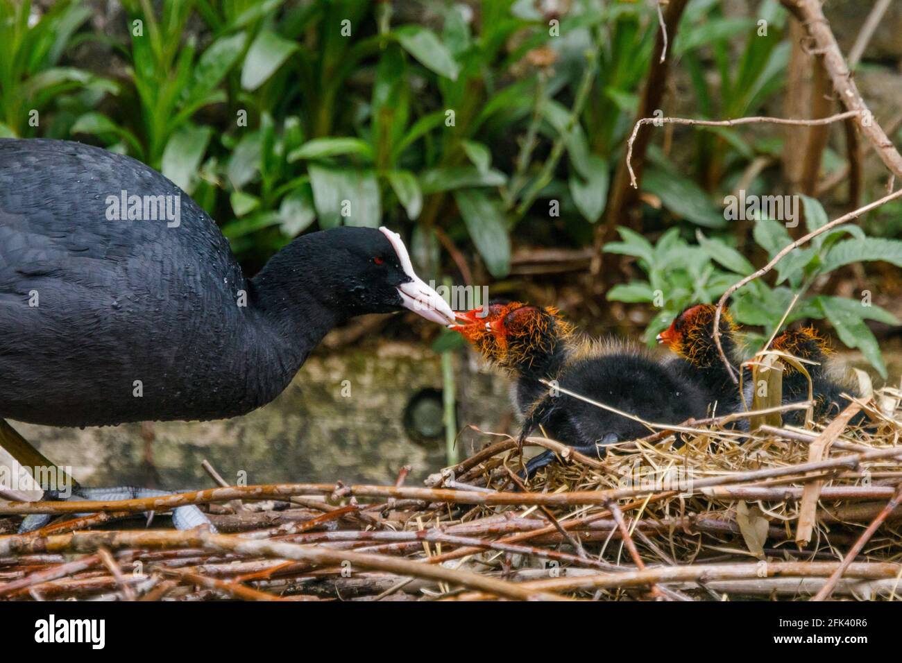 Rose coot hi-res stock photography and images - Alamy