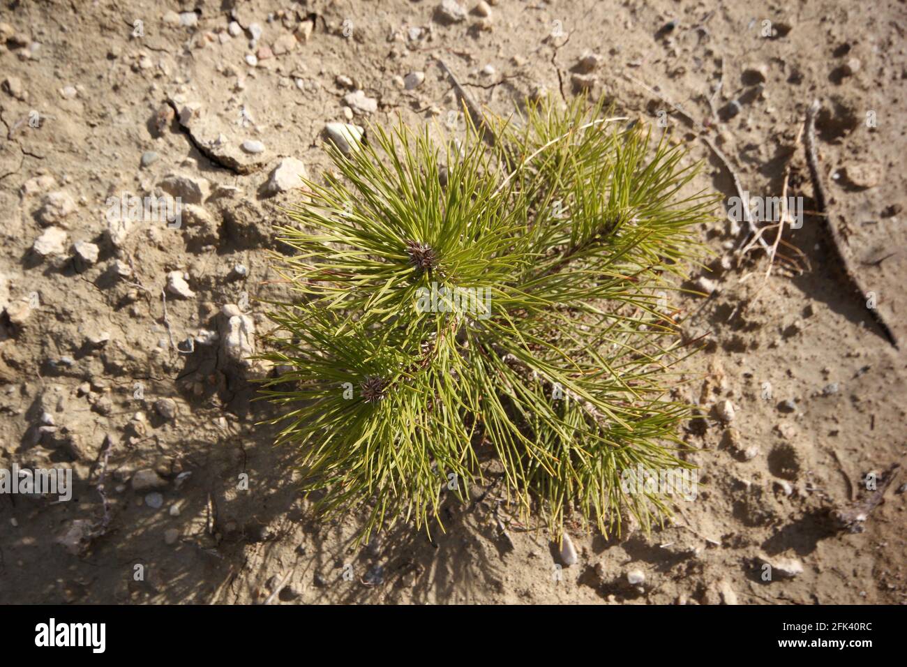 Pine tree sapling. New life concept Stock Photo - Alamy