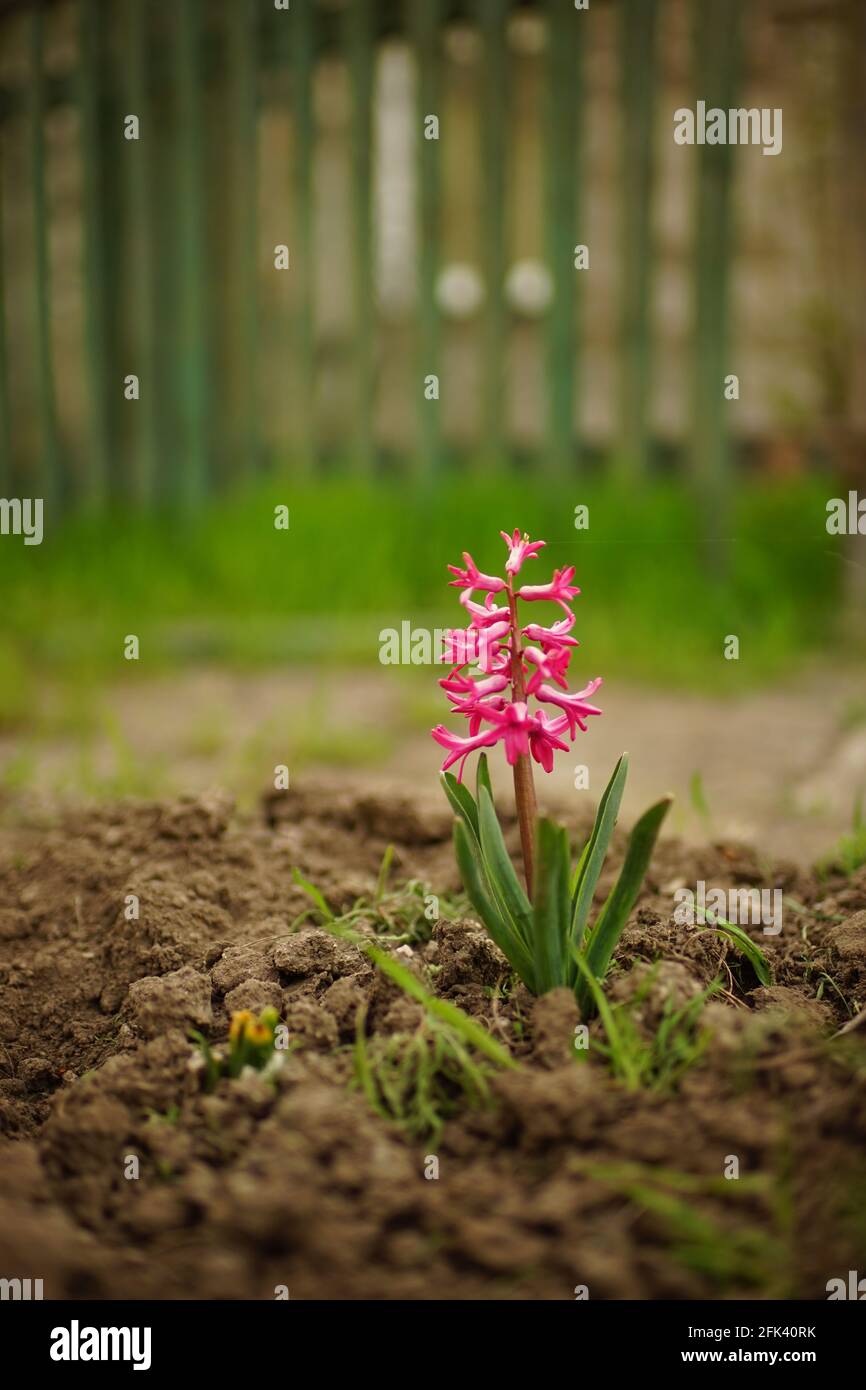 Pink flower grows in spring rural garden Stock Photo - Alamy