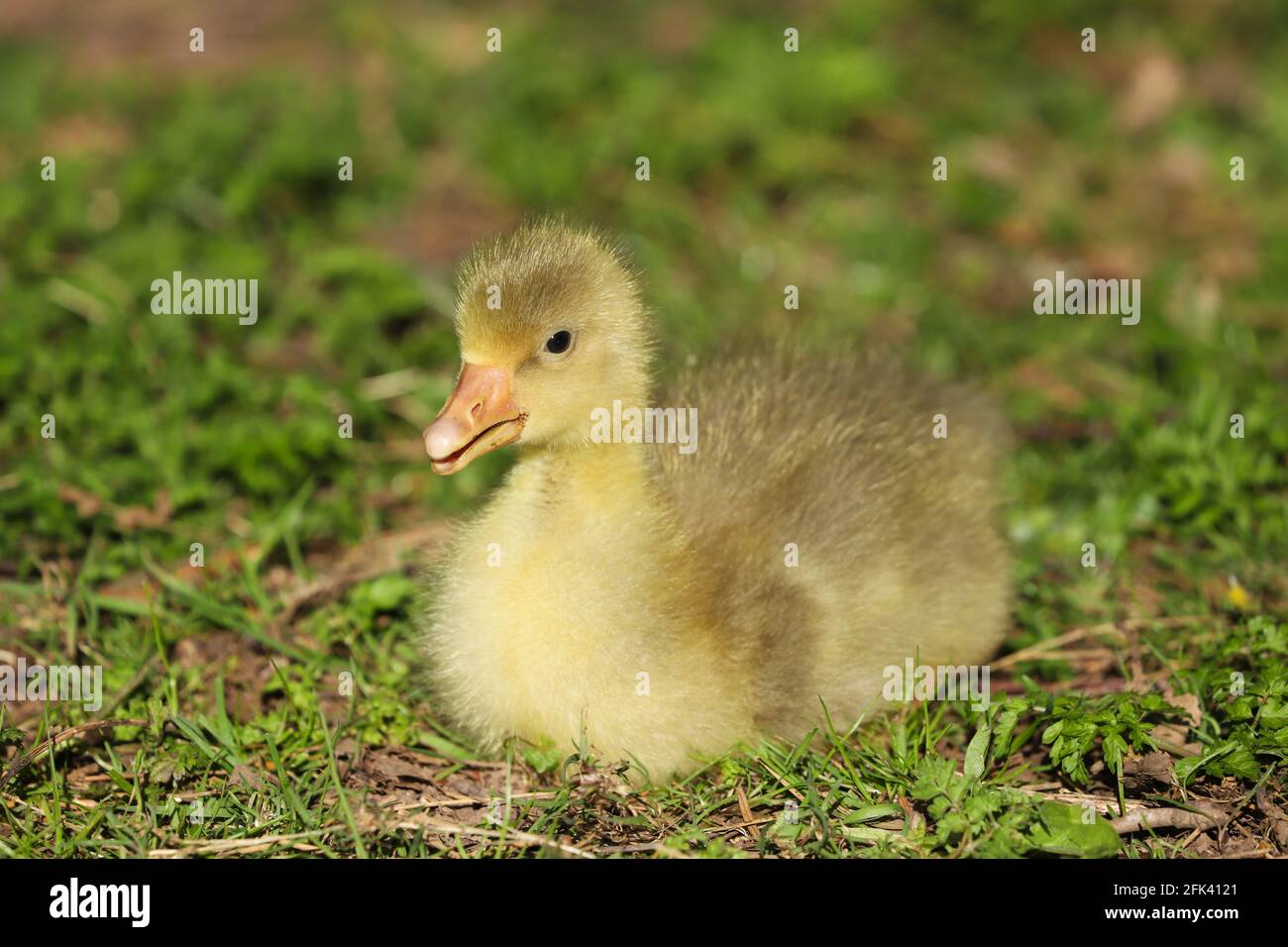 Baby Gosling High Resolution Stock Photography and Images - Alamy
