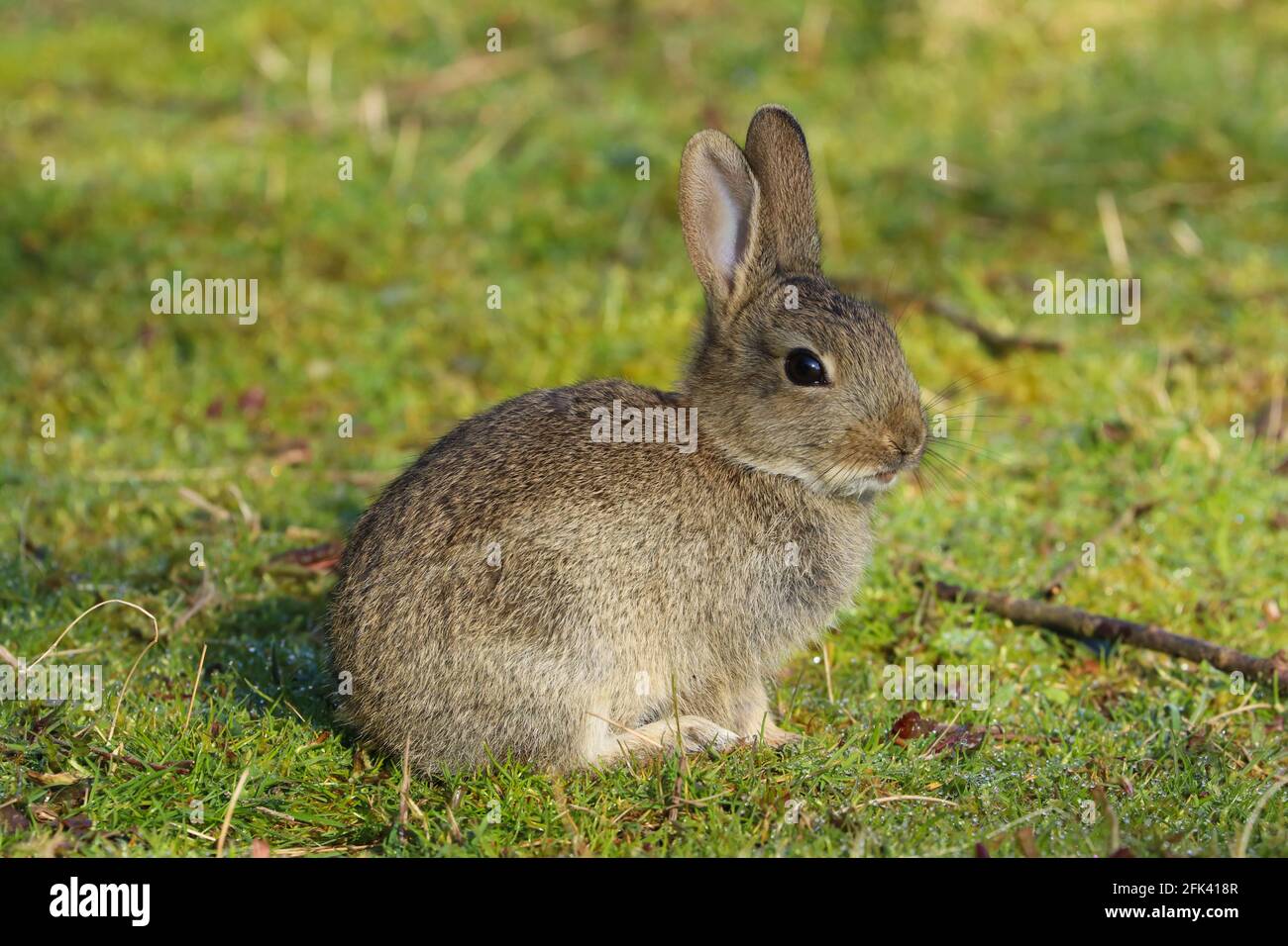 Wild Rabbit (Oryctolagus cuniculus) sitting in a field Stock Photo - Alamy