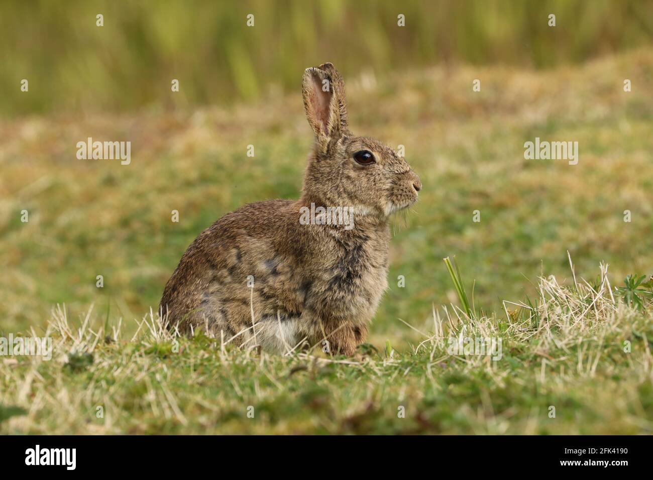 Rabbit oryctolagus cuniculus farm hi-res stock photography and images ...