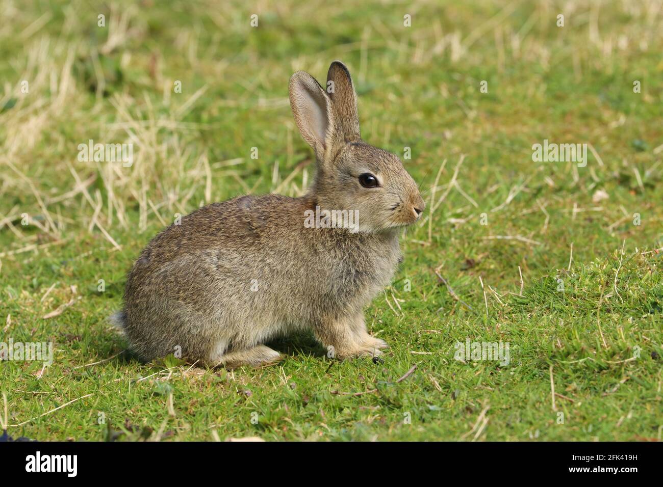 Closeup wild rabbit oryctolagus hi-res stock photography and images - Alamy