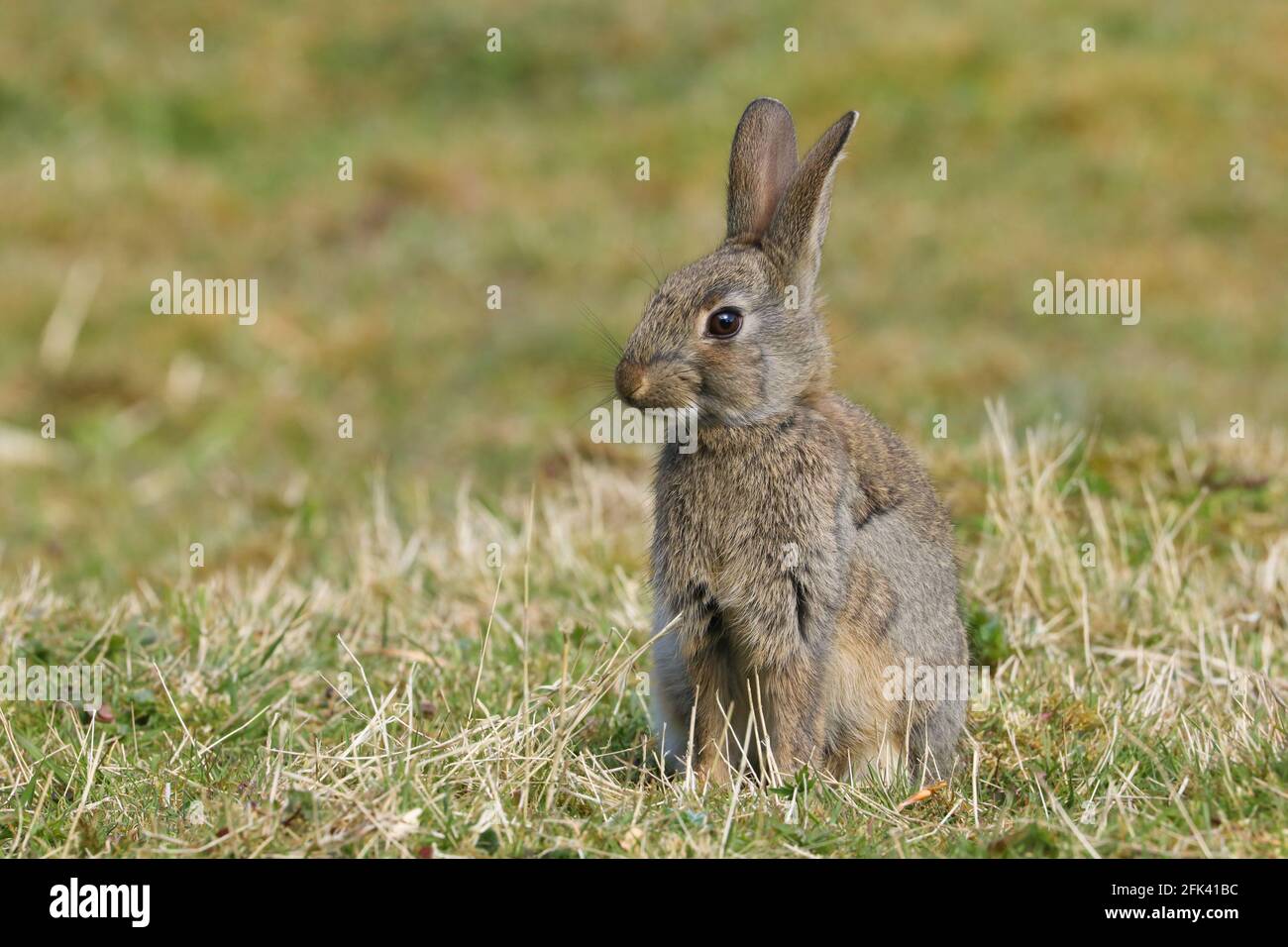 Closeup wild rabbit oryctolagus hi-res stock photography and images - Alamy