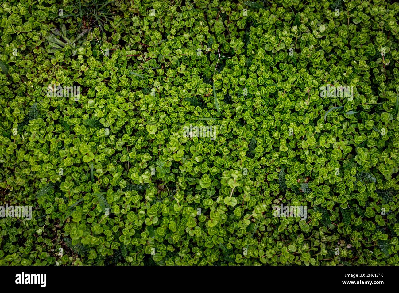 Green nature background. Leaves texture. Top view Stock Photo - Alamy