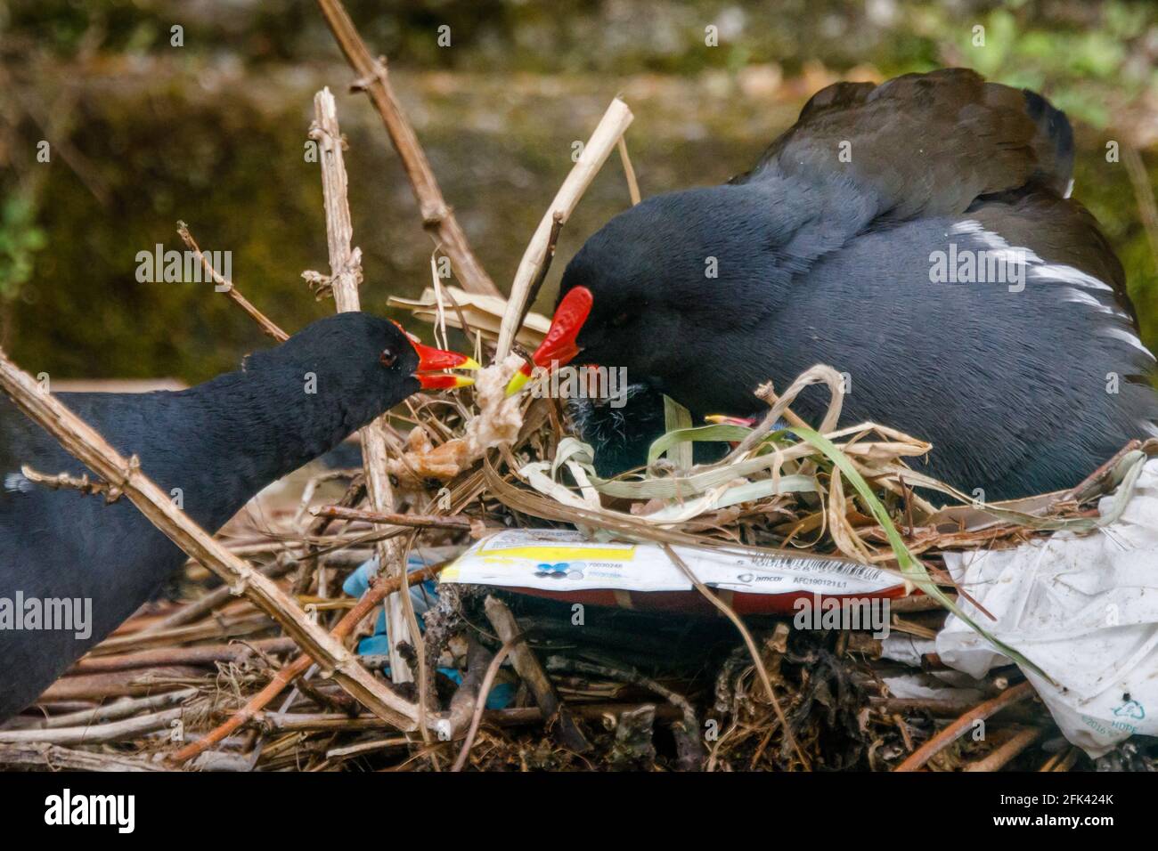 Moorhen at nest hi-res stock photography and images - Alamy