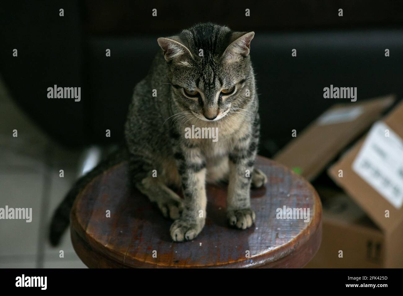 Mongrel cat on the table Stock Photo - Alamy