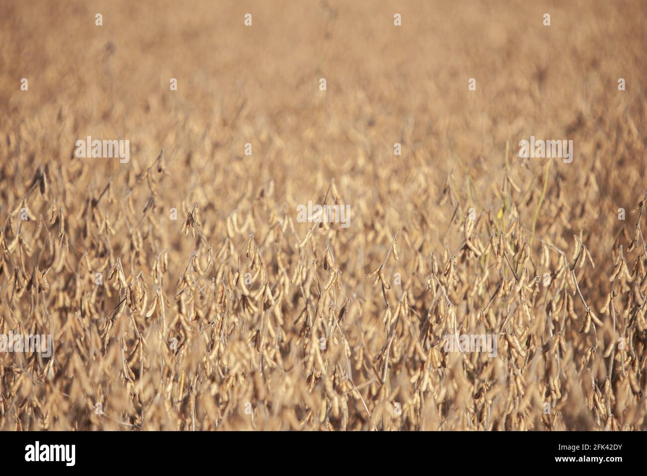 Golden soybean field closeup hi-res stock photography and images - Alamy