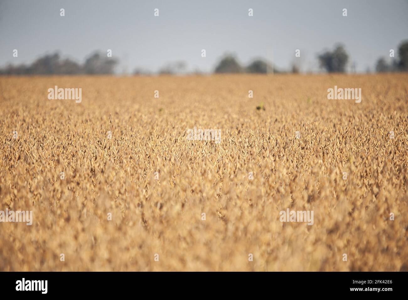 Golden soybean field under hi-res stock photography and images - Alamy