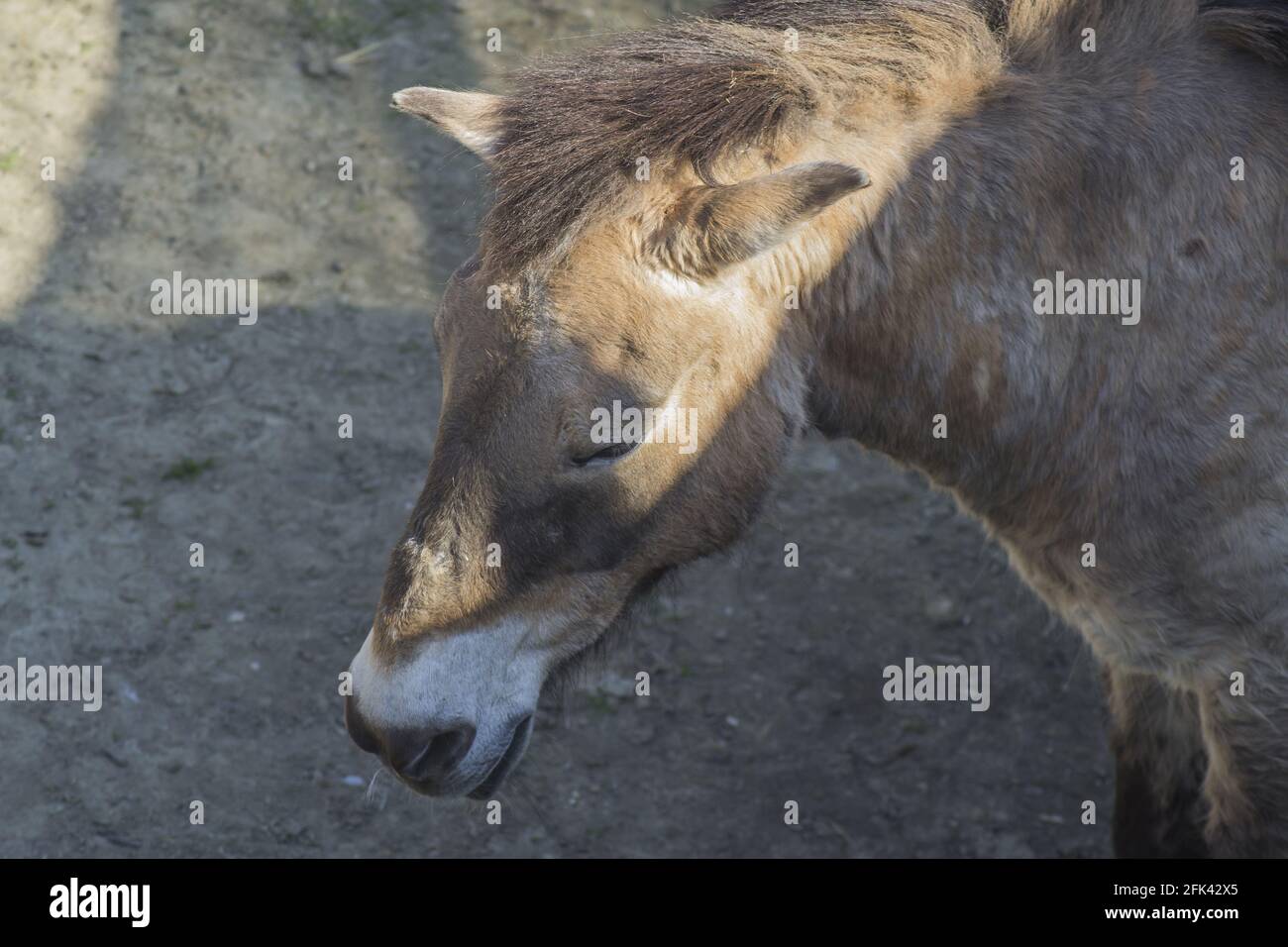 Captive donkey hi-res stock photography and images - Alamy