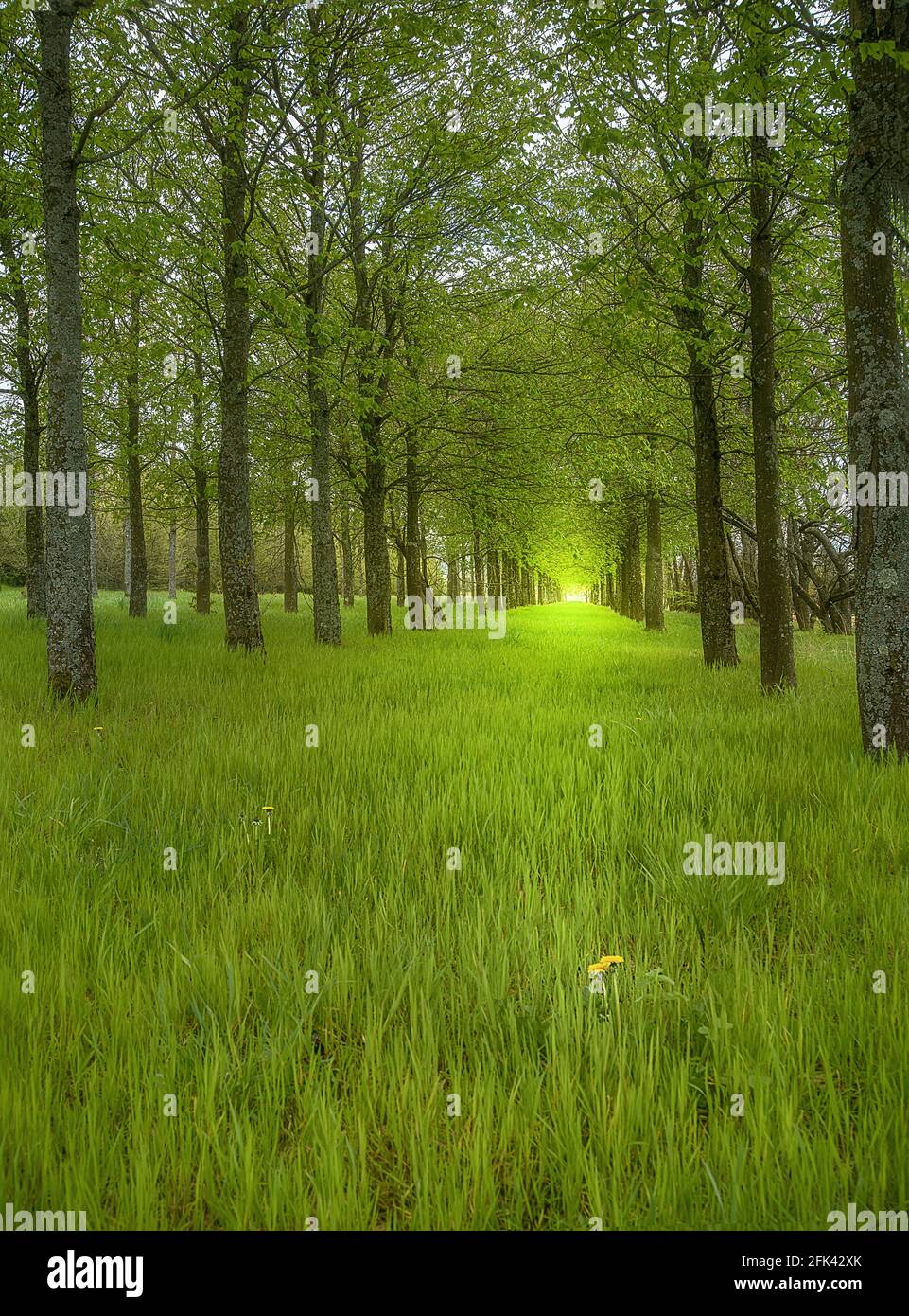 Tranquil scenery of a glade lined with trees in the forest Stock Photo ...