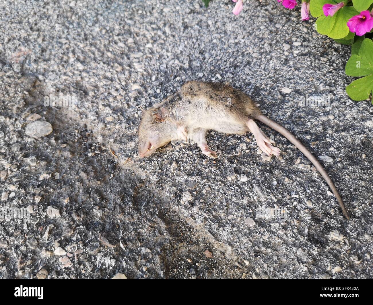 Closeup of a dead mouse on the ground Stock Photo - Alamy