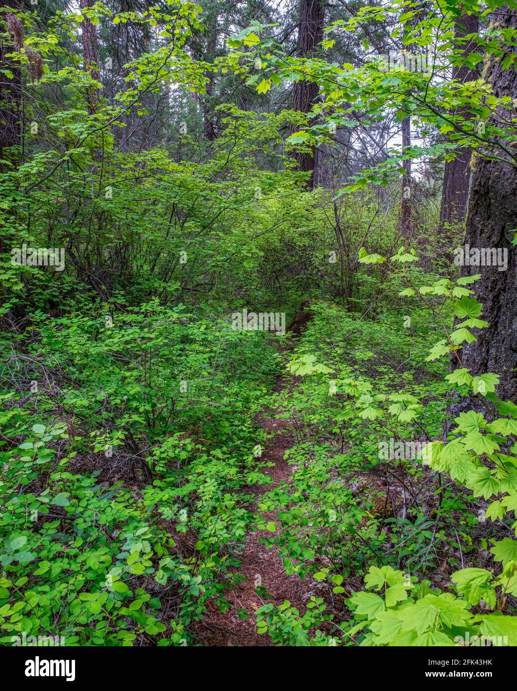 Deciduous Forest Shrubs