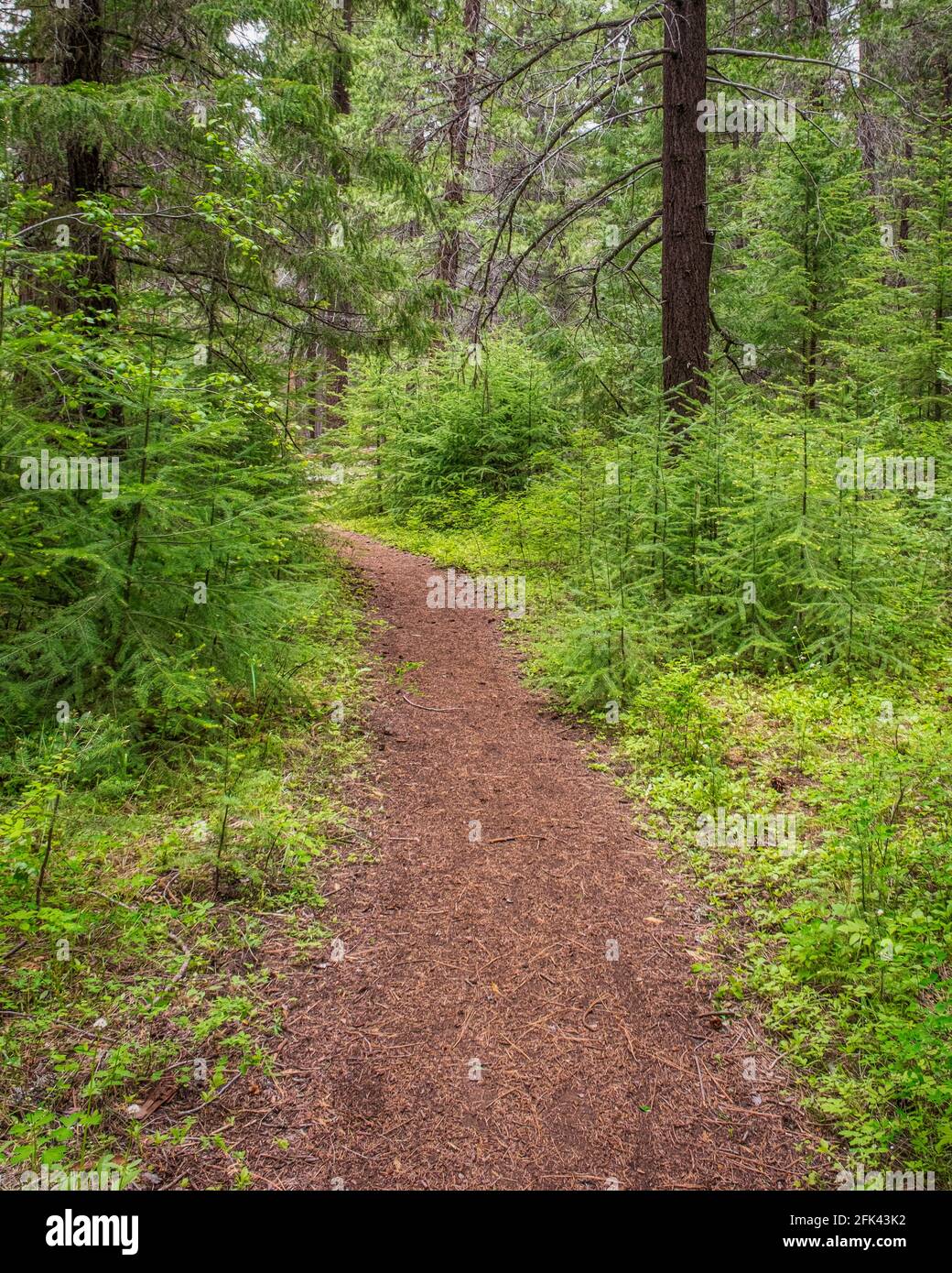 Trail in the scenic forest in the area of Metolius River in Central ...