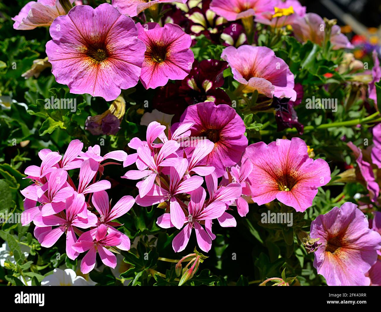 Purple geraniums hi-res stock photography and images - Alamy