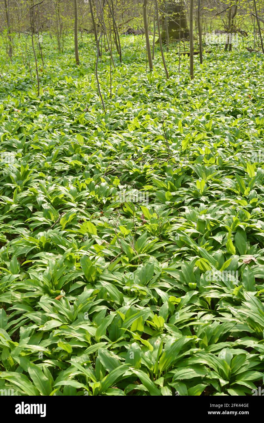 Forest full wild garlic hi-res stock photography and images - Alamy