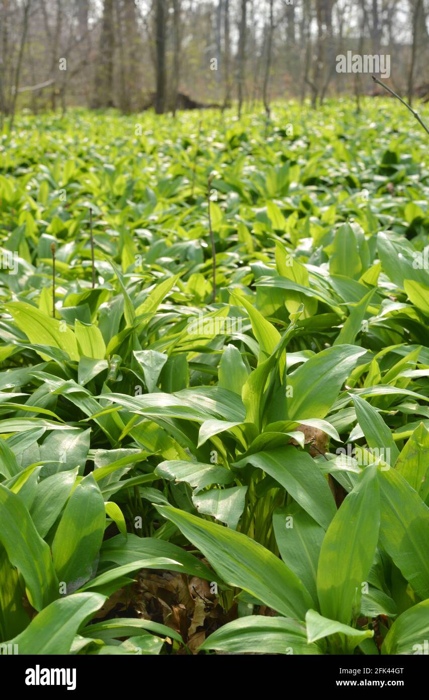 Wild garlic in a forest - great ecosystem Stock Photo - Alamy