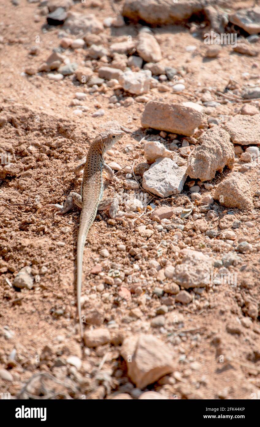 Spiny Footed Lizard at Cyprus Stock Photo - Alamy