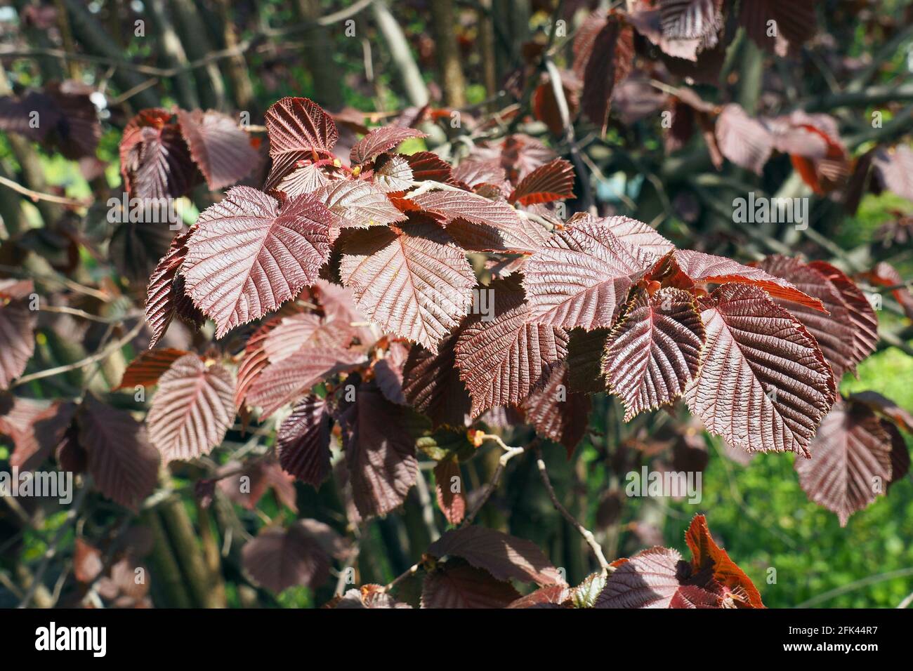 Maxima purpurea hi-res stock photography and images - Alamy