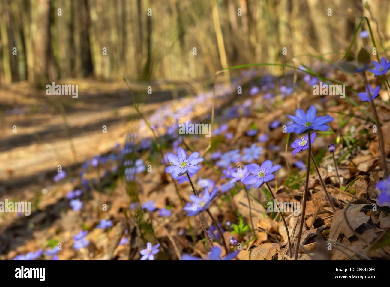 Poland forest spring wild flower hi-res stock photography and images ...