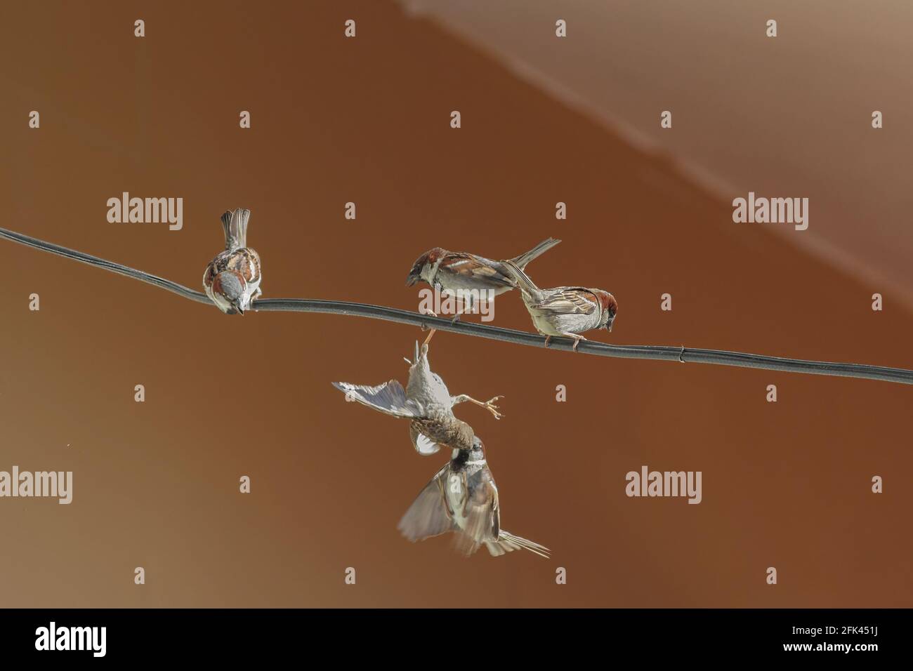 Male house sparrow fight hi-res stock photography and images - Alamy