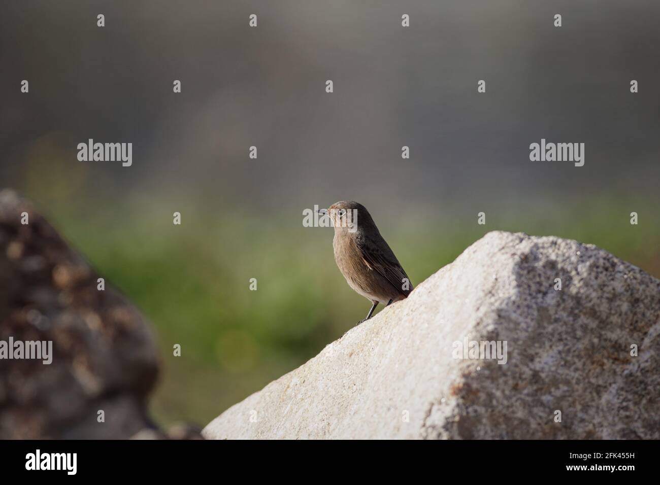 Passerine bird photos hi-res stock photography and images - Alamy