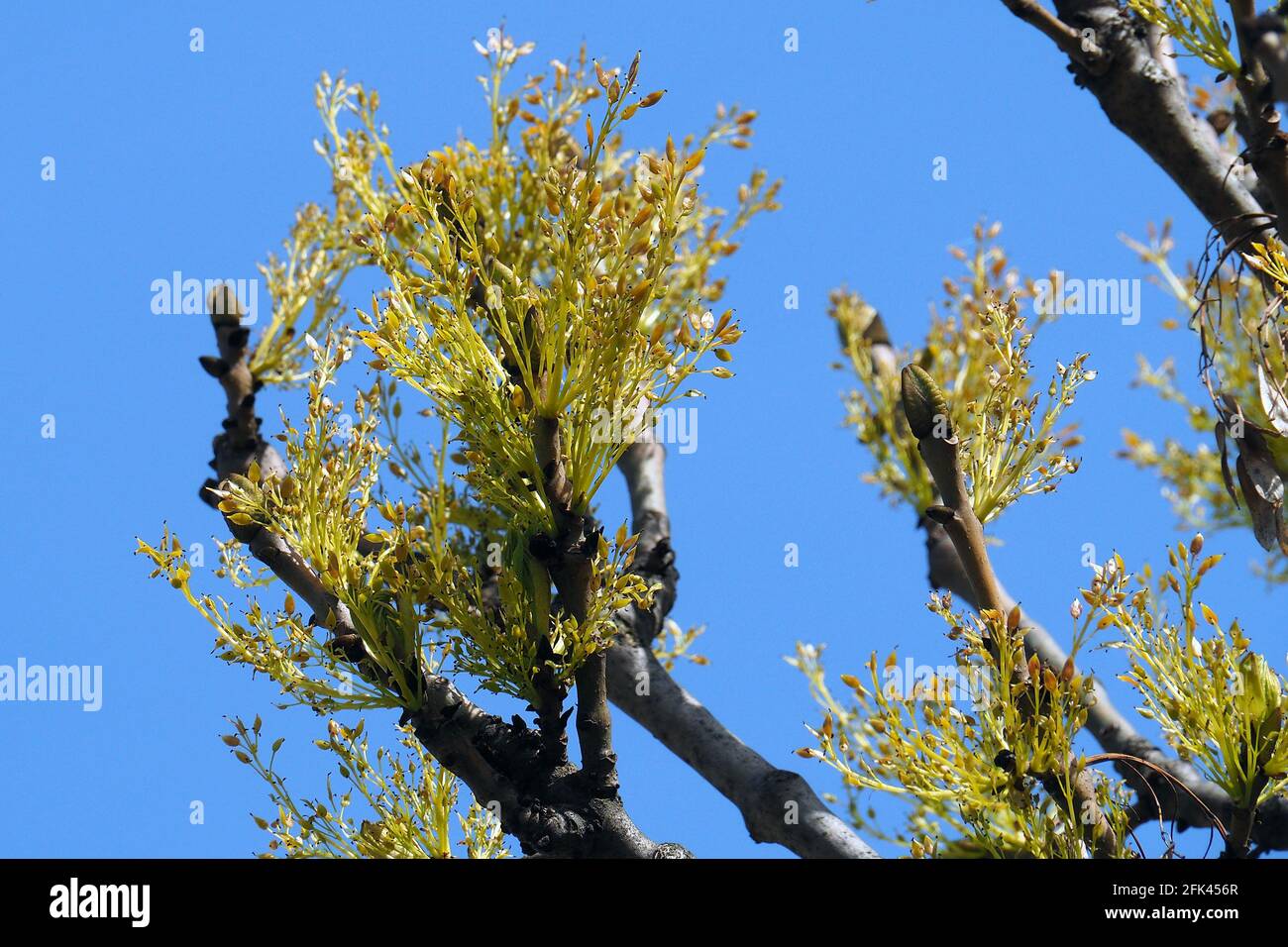 ash, or European ash or common ash, Gemeine Esche, Gewöhnliche Esche ...