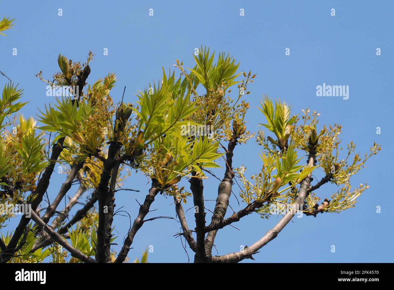 ash, or European ash or common ash, Gemeine Esche, Gewöhnliche Esche ...