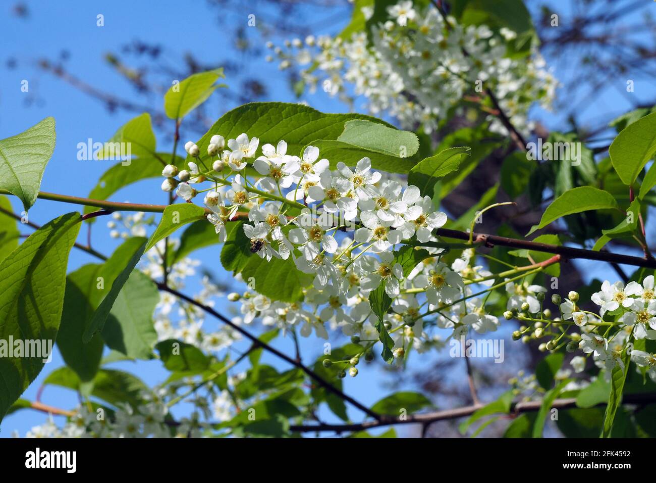 bird cherry, hackberry, hagberry, or Mayday tree, Gewöhnliche ...