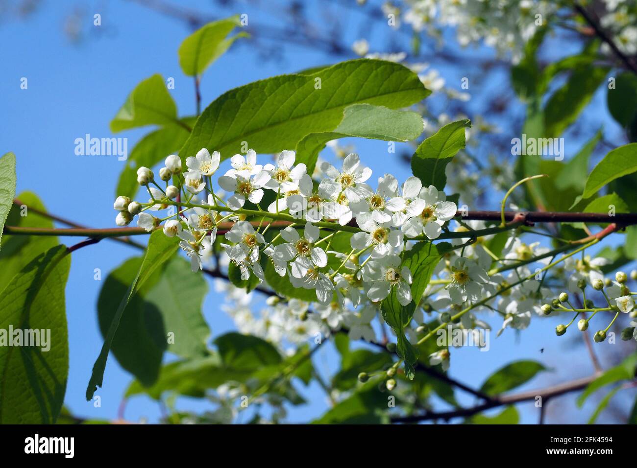 bird cherry, hackberry, hagberry, or Mayday tree, Gewöhnliche ...