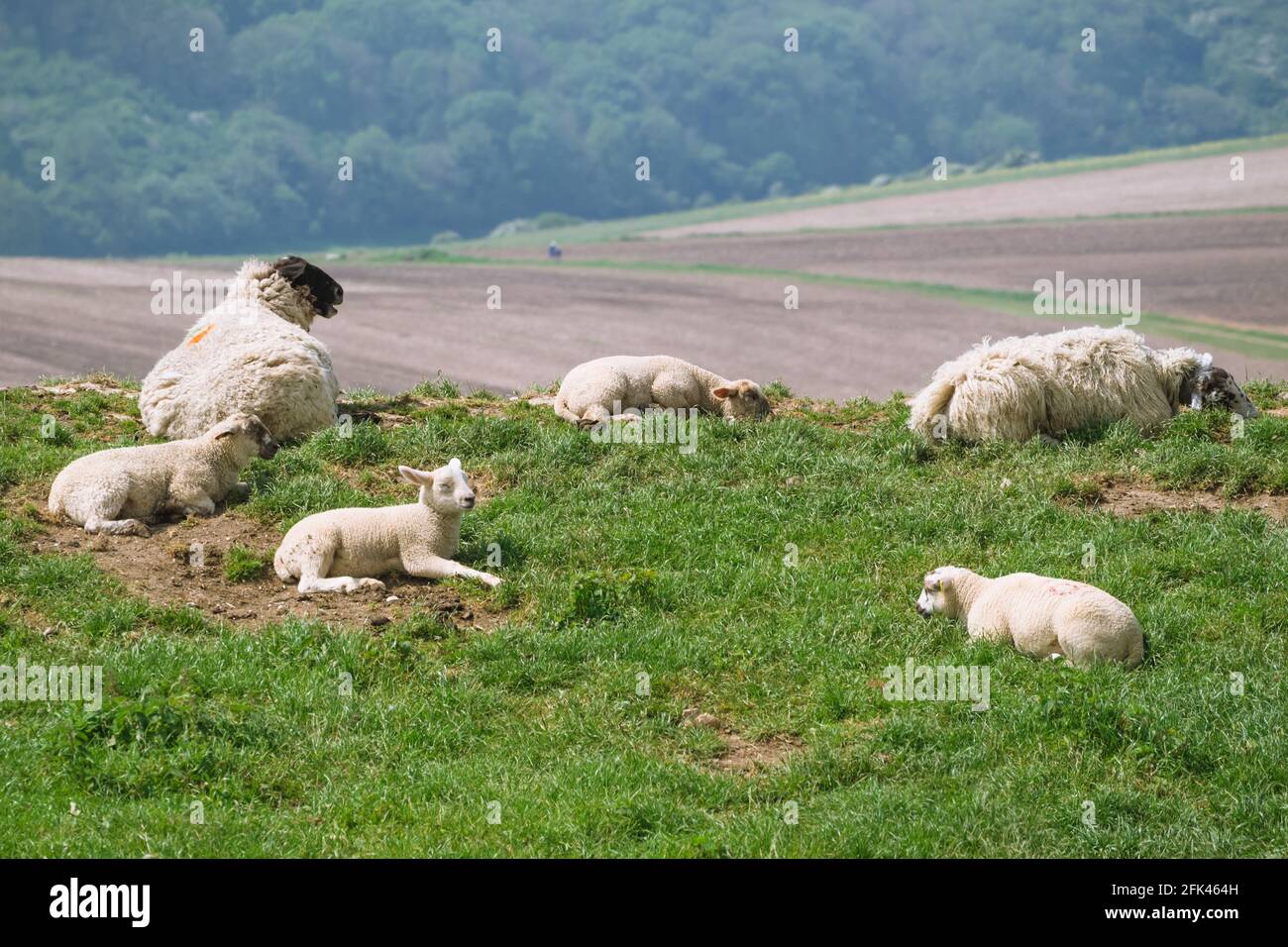 A small flock of sheep resting in the sun Stock Photo - Alamy