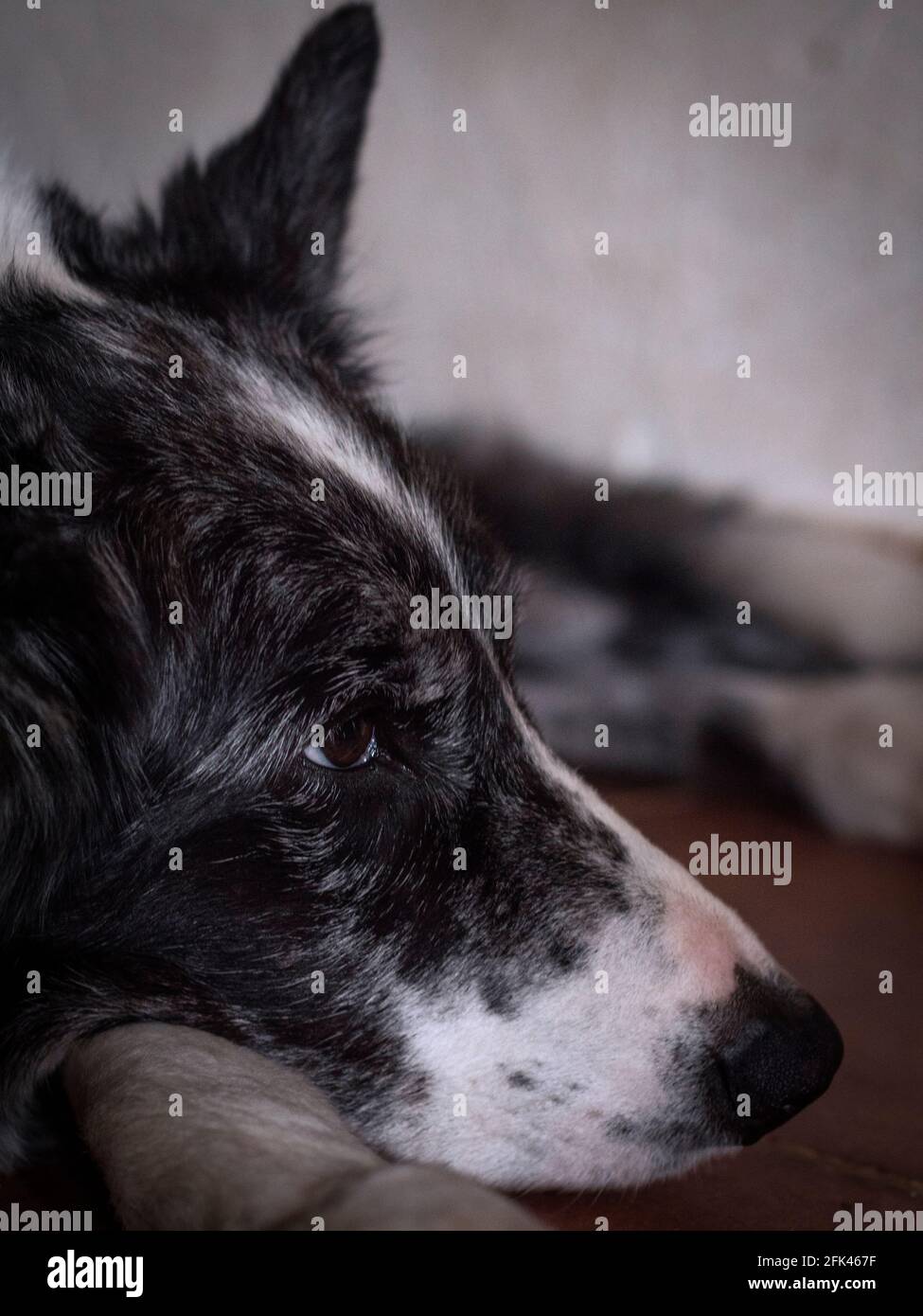 Vertical view of bored looking Border collie dog taking a nap at home ...