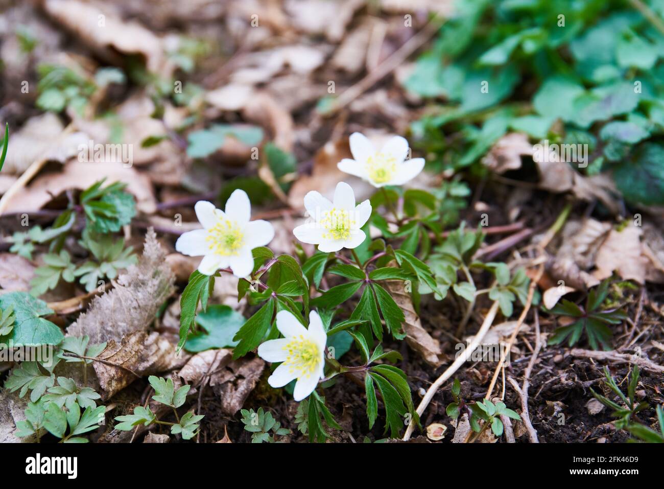 wind flower in blossom early spring Stock Photo - Alamy