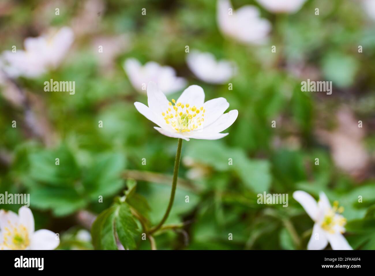 wind flower in blossom early spring Stock Photo - Alamy
