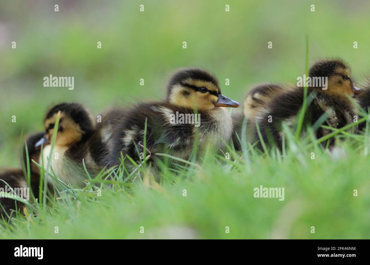 Grey ducklings hi-res stock photography and images - Alamy