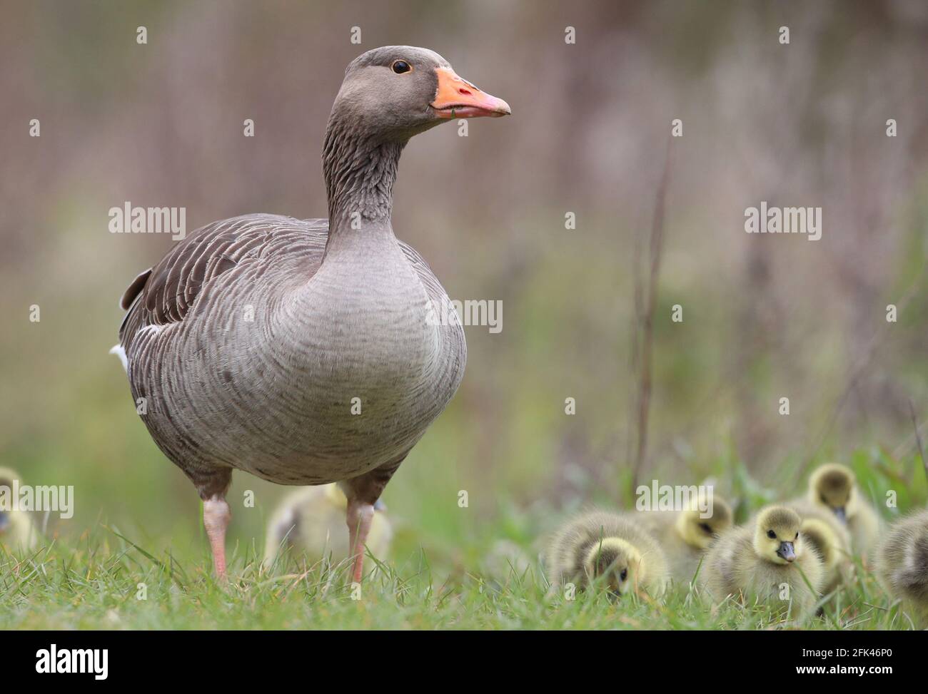 Eastleigh, Hampshire. 28th April 2021. UK Weather. Greylag geese and ...