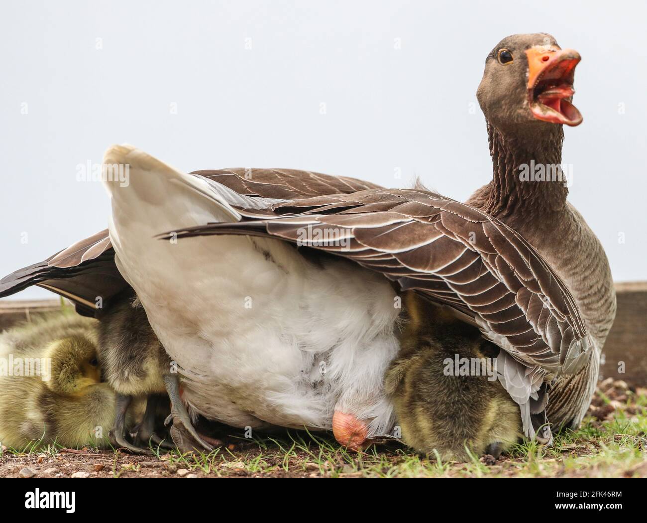 Eastleigh, Hampshire. 28th April 2021. UK Weather. Greylag geese and ...