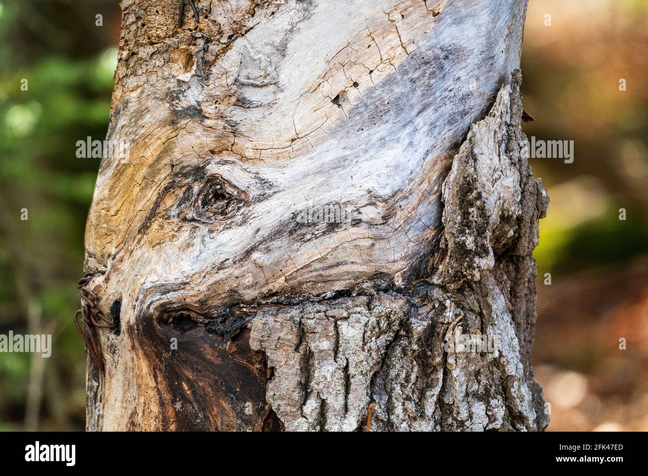 Tree burl hi-res stock photography and images - Alamy