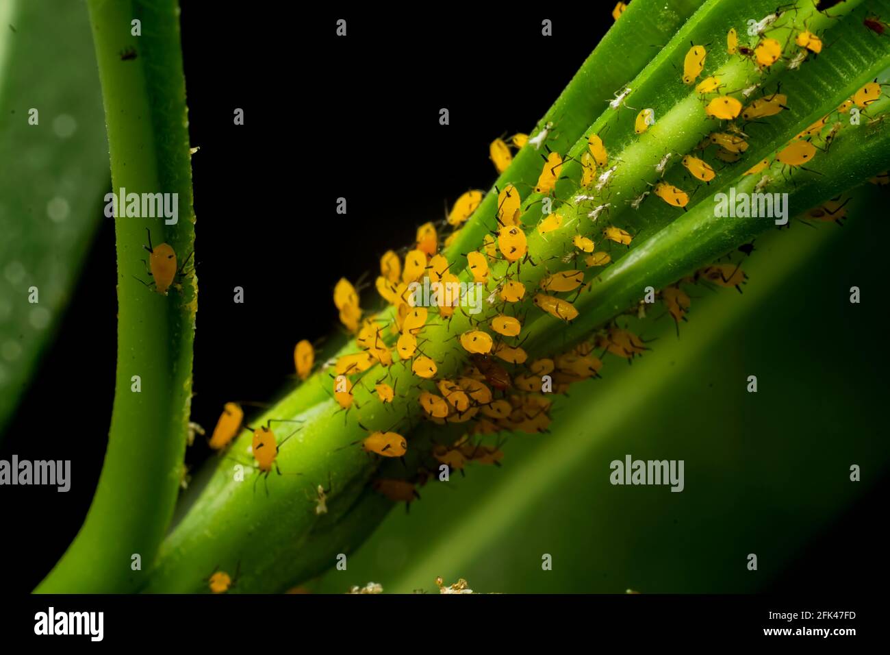 Sap sucking insects hi-res stock photography and images - Alamy